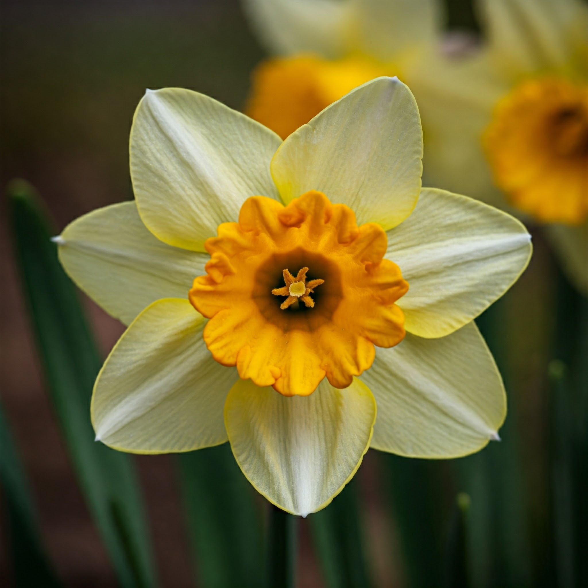 Mimpi Bunga Narcissus: Simbol Cinta, Kecantikan, dan Perubahan - Kitab ...